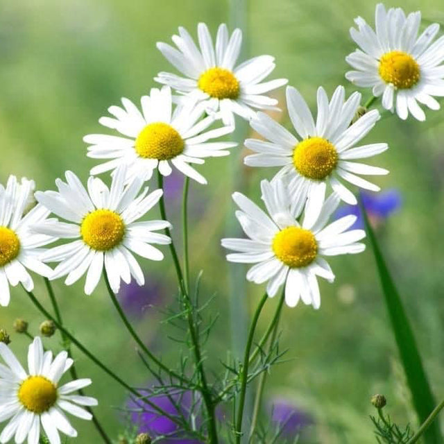 Neubria Drift - Natural Deep Sleep Supplements | Neubria